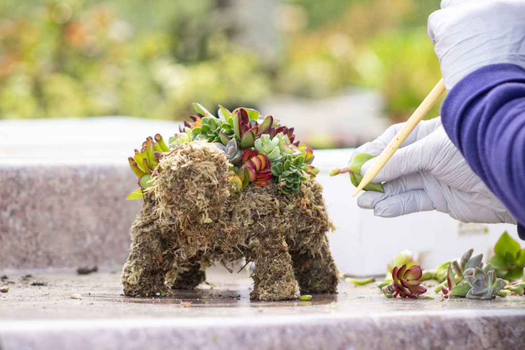 Classes, Tours & Activities - San Diego Botanic Garden