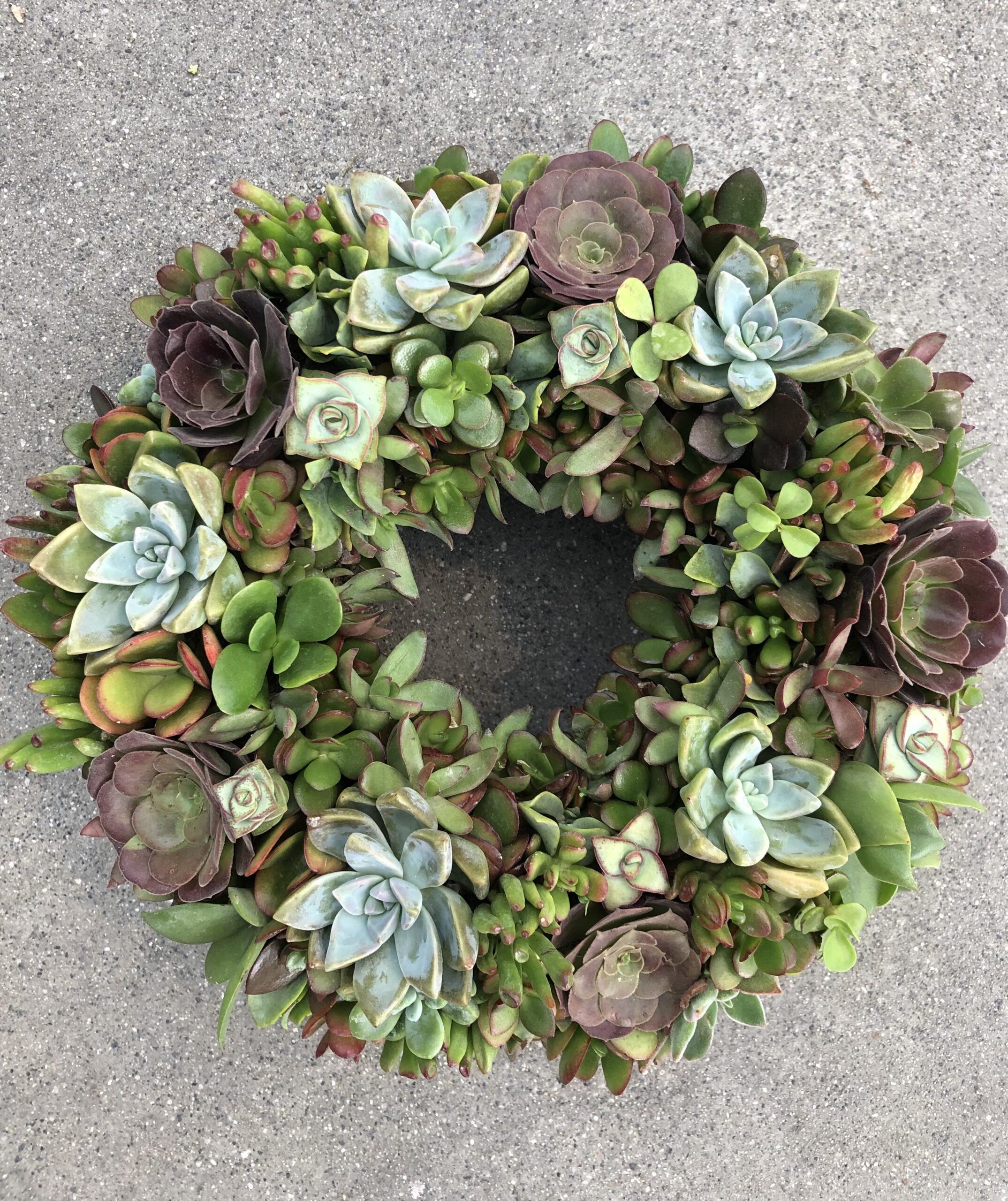 11/16 - Succulent Wreath Class - San Diego Botanic Garden