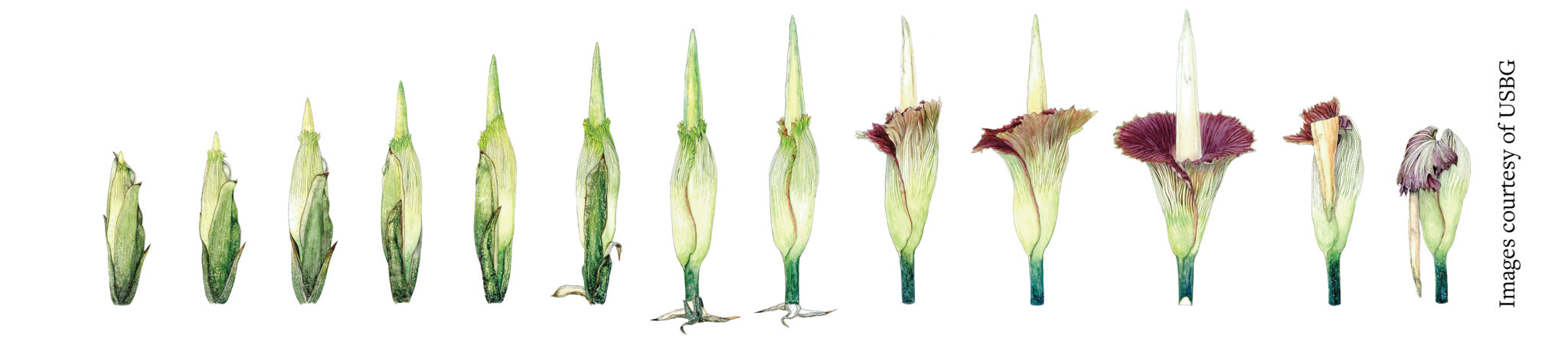 Corpse Plant - San Diego Botanic Garden