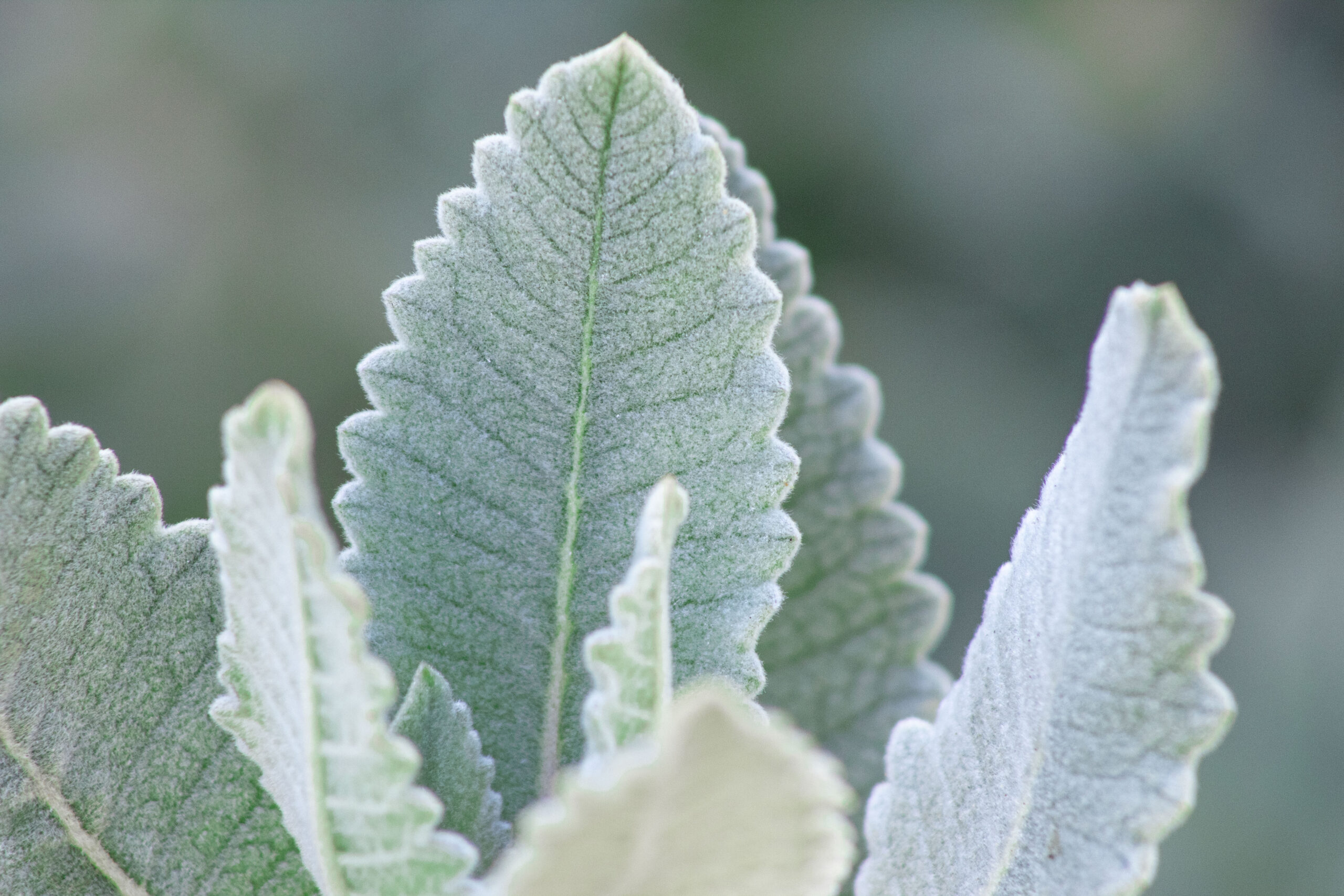 San Diego Botanic Garden Hosts Medicinal Plants Research Symposium to ...