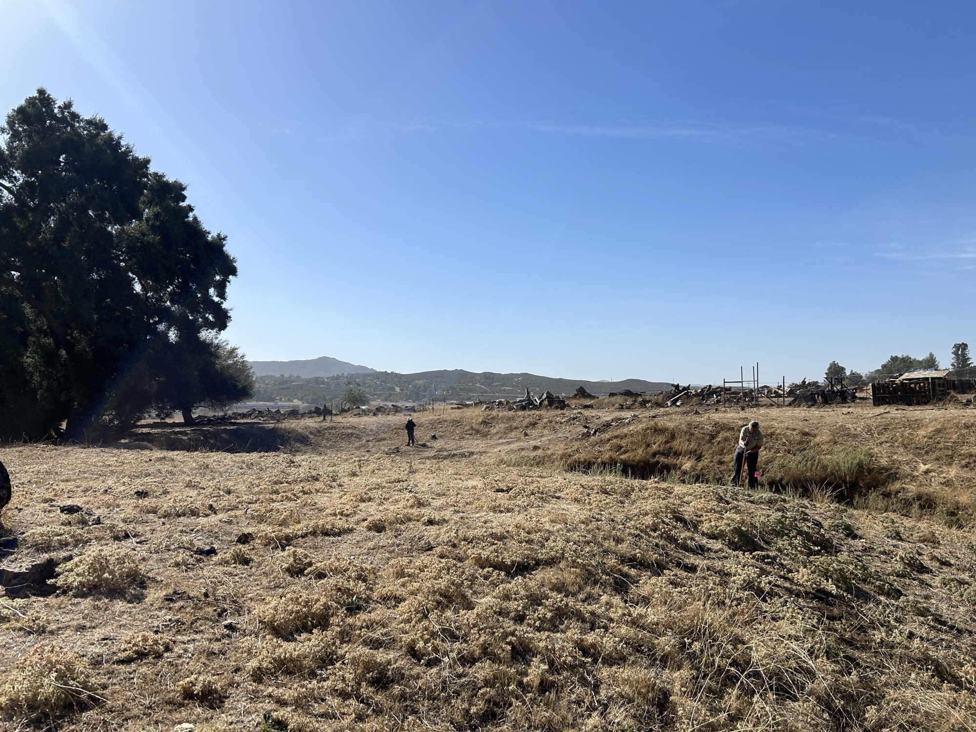 Engelmann oak (Quercus engelmannii) Community Tree Planting with Viejas ...