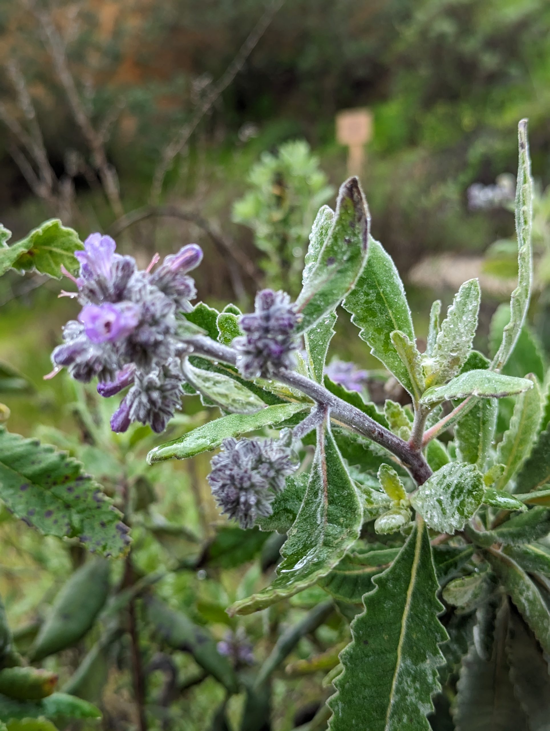 Reflecting On Three Years of Medicinal Plants Research at San Diego ...