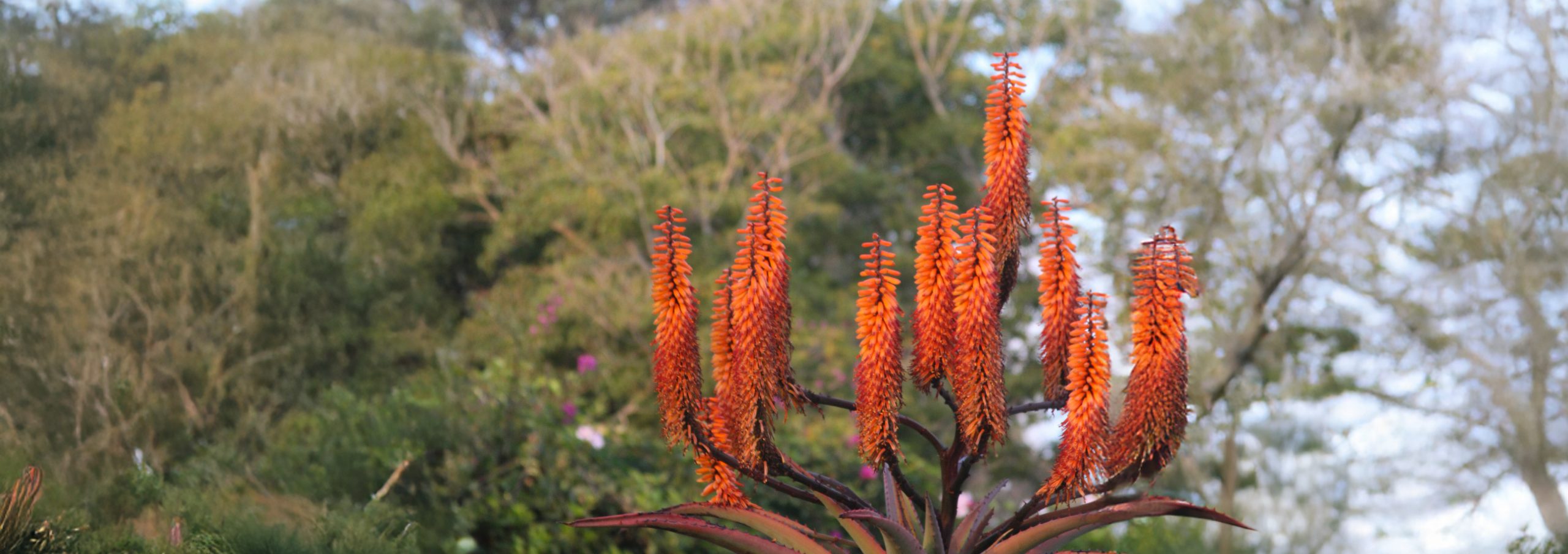 A Letter from our Board Chair: Leadership Transition - San Diego ...